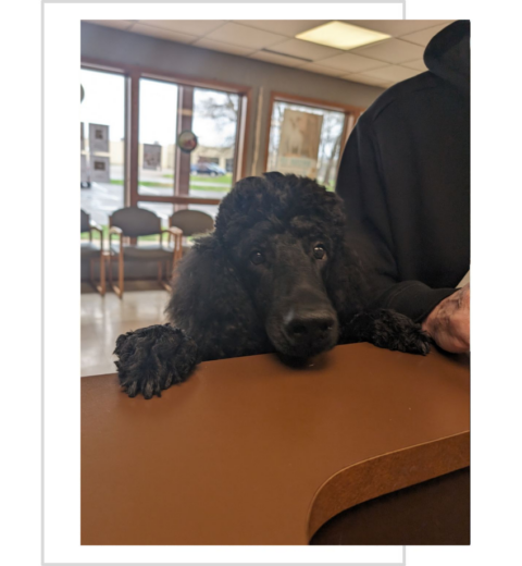 Best Vet in Ham Lake, MN | Ham Lake Veterinary Hospital